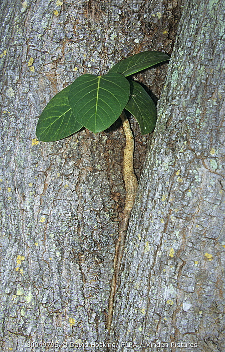 Plant Blog by Da Plant Nerd: Epiphytes & Parasites Part Deux