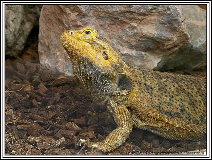 PERDIDO EN EL AMAZONAS: Pogona vitticeps (Dragon barbudo)
