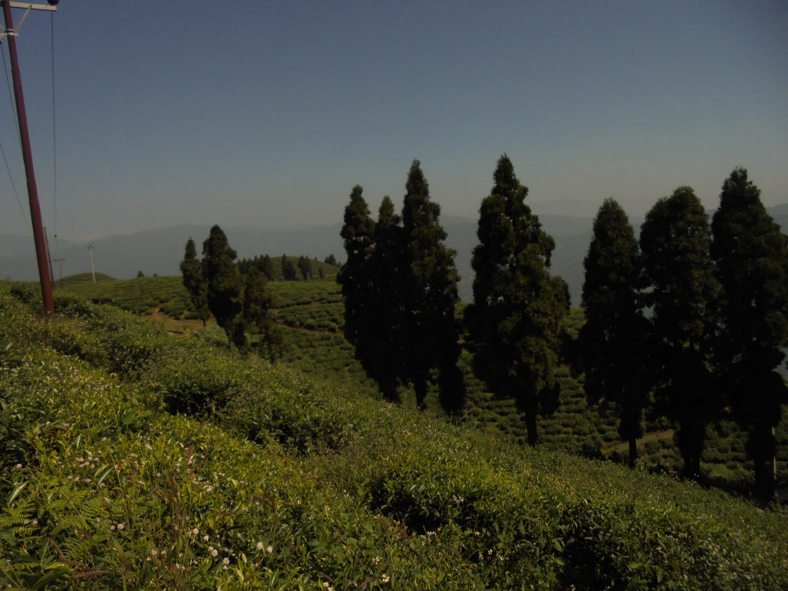 Ilam, The Tea Garden Of Nepal