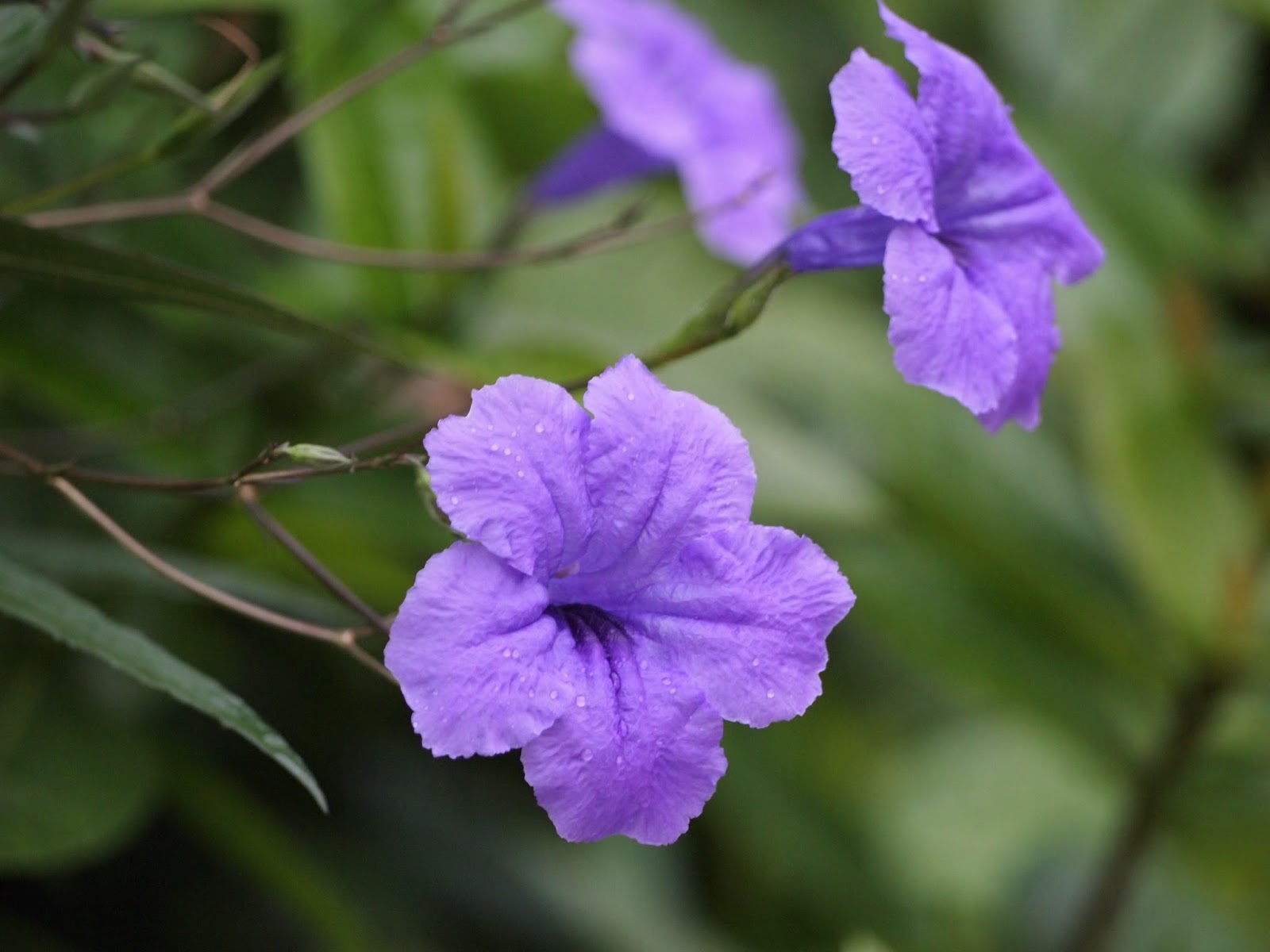 Nursery Bunga Kak Ani: Pokok Bunga Ruella Simplex atau Purple Shower