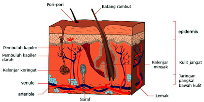 KULIT MANUSIA ~ MATERI DAN SOAL IPA UNTUK SMA