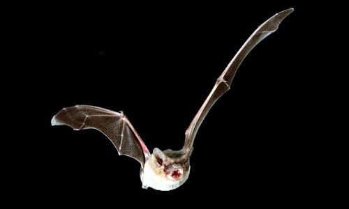 Tiny Bat Is The Fastest Flying Mammal In The World