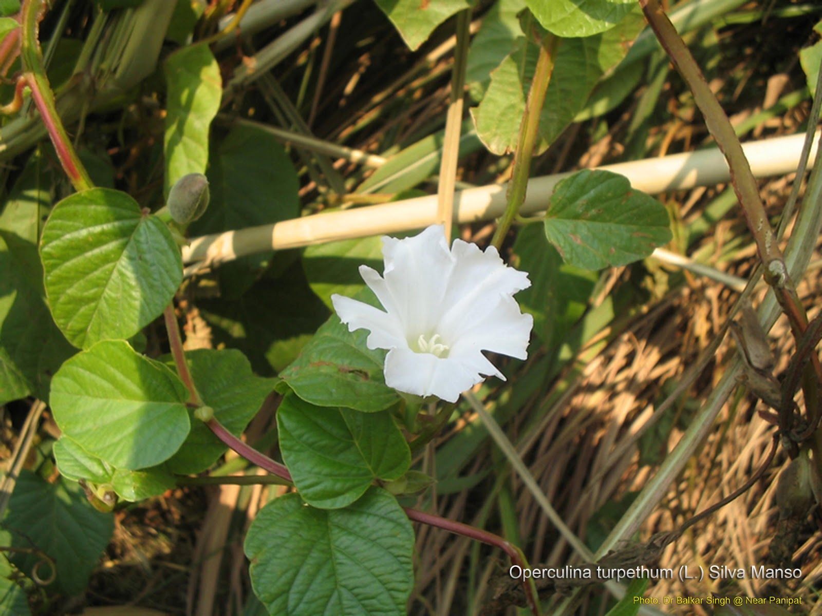 Medicinal Plants: Operculina turpethum