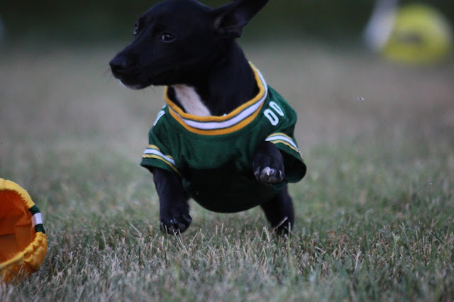 Bolling With 5: Puppy Football Training!