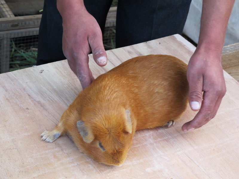 Cuy angora - Imagui
