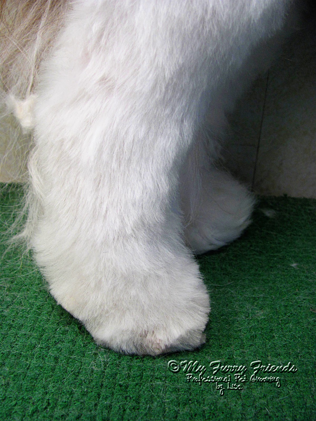 Pet Grooming: The Good, The Bad, & The Furry: Saving Matted Feet