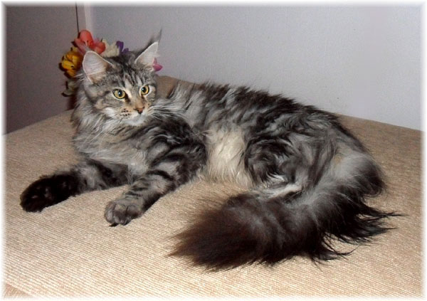 Tentang Kucing Maine Coon - Blog Kucing Maine Coon