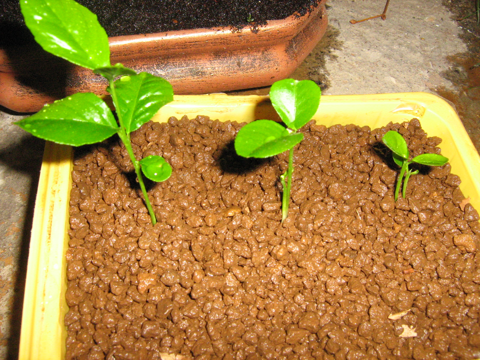 Viskas apie bonsai medelius: Bonsai citrinmedis (2)