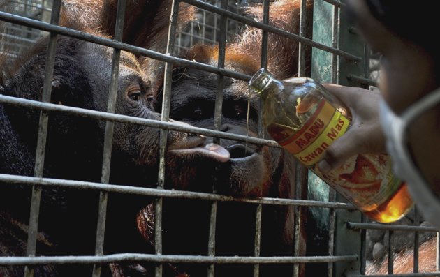 WE ARE INNOCENT: Hundreds of orangutans slaughtered in Indonesia