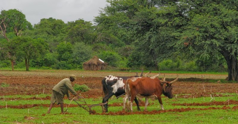Woord-Skatte Gemyn op Tsumeb: PLOEG ‘N BRAAKLAND