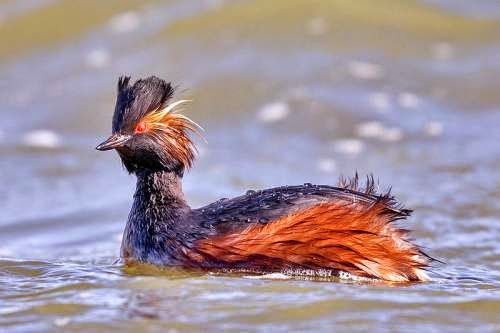 List of Indian Grebes - Pictures | Birds of India | Bird World