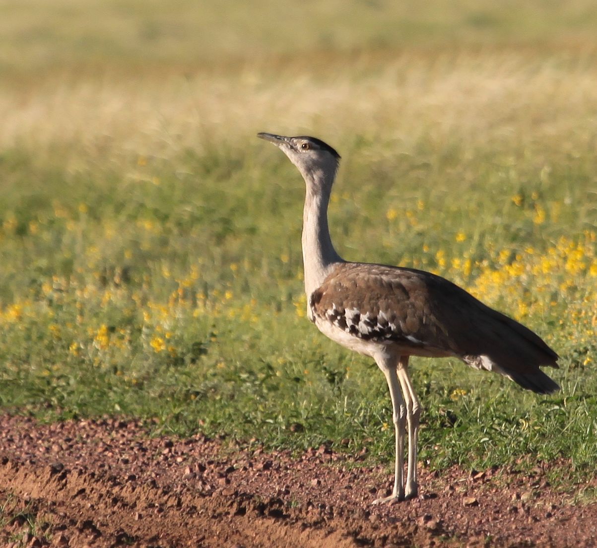 Central Australia Bird Photos: Australian Bustard - also known as Bush ...