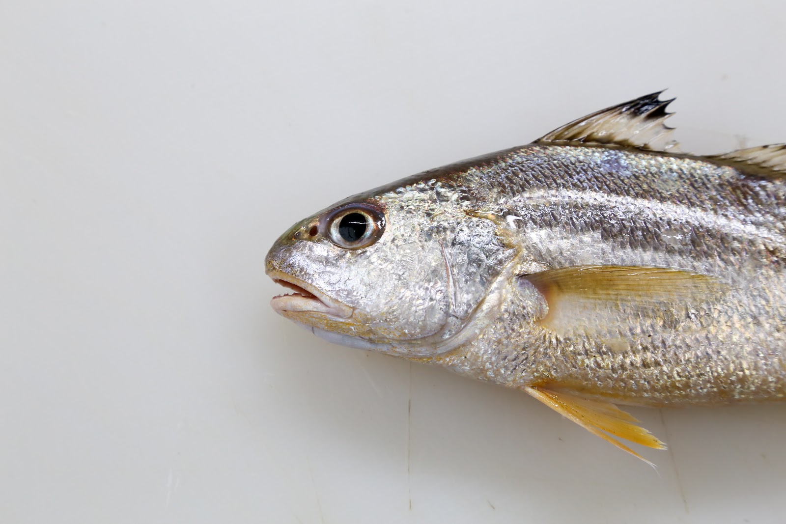 德先生魚筆記: 鱗鰭叫姑魚