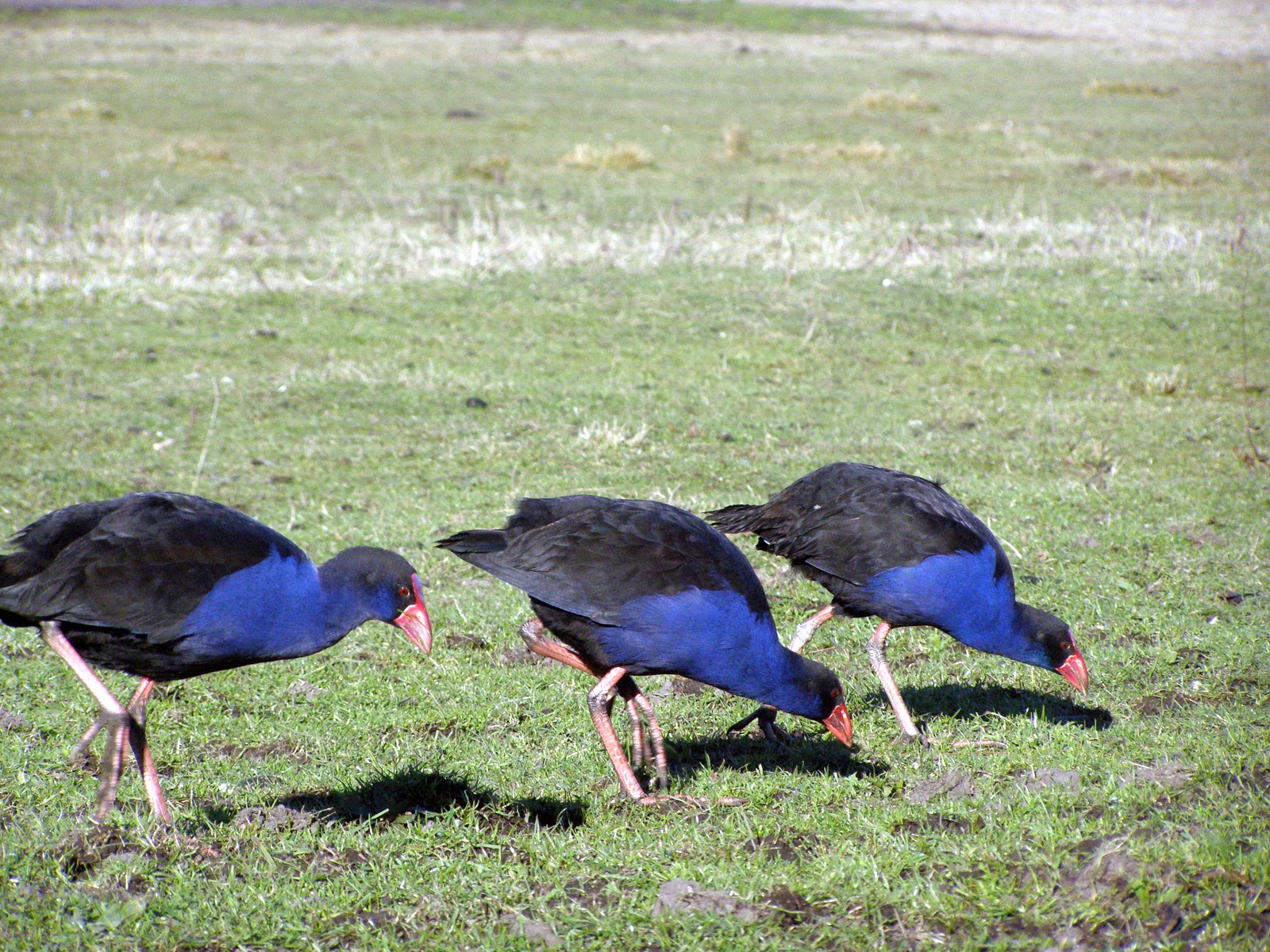 Kiwi thoughts on life, travel, politics & everything else!: Pukeko wins ...