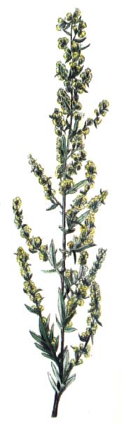 Pentru o viata naturala: Plante Medicinale P