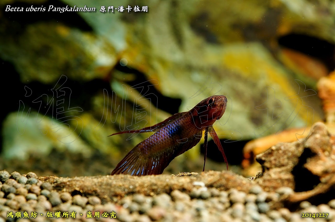 鴻順魚坊: Betta uberis Pangkalanbun 原鬥-潘卡拉朋