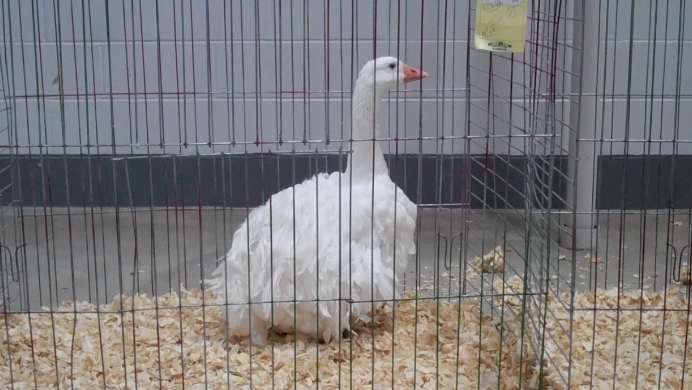 Crossroads of America Poultry Show: 10/30/11