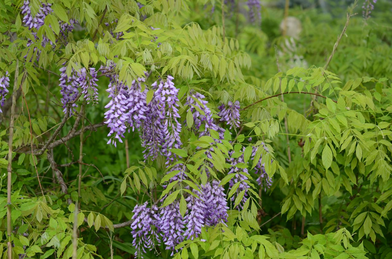 Flower Hill Farm: In and Out of Fog, Sun and Shrubberies