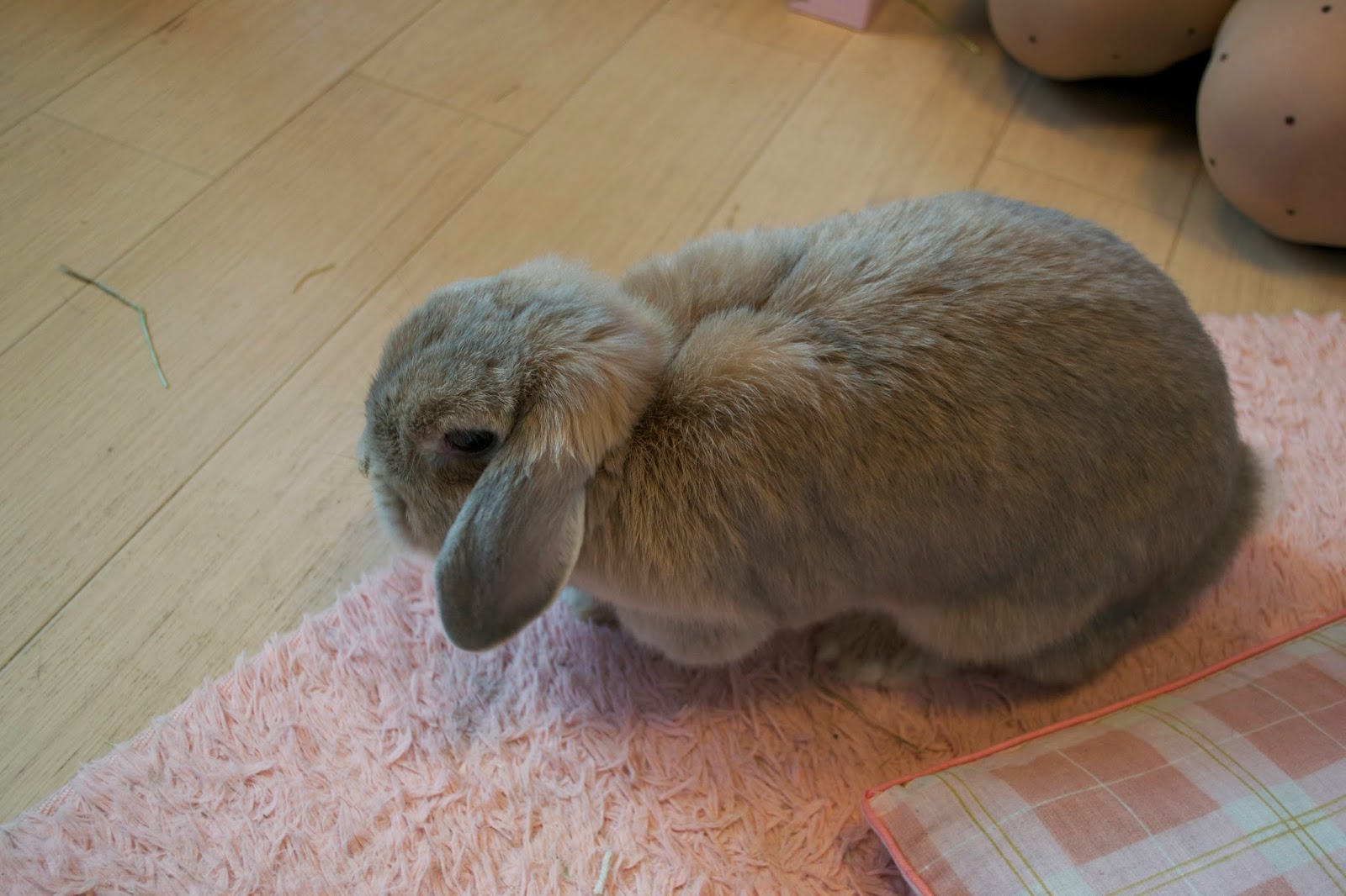 Broken Dreams Club: Rabbit Cafe Experience at Ra.a.g.f Harajuku