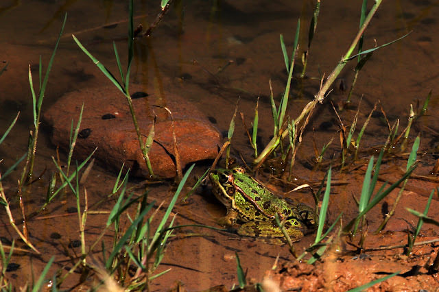 NATURALEZA AL DIA: Las ranas de la charca.