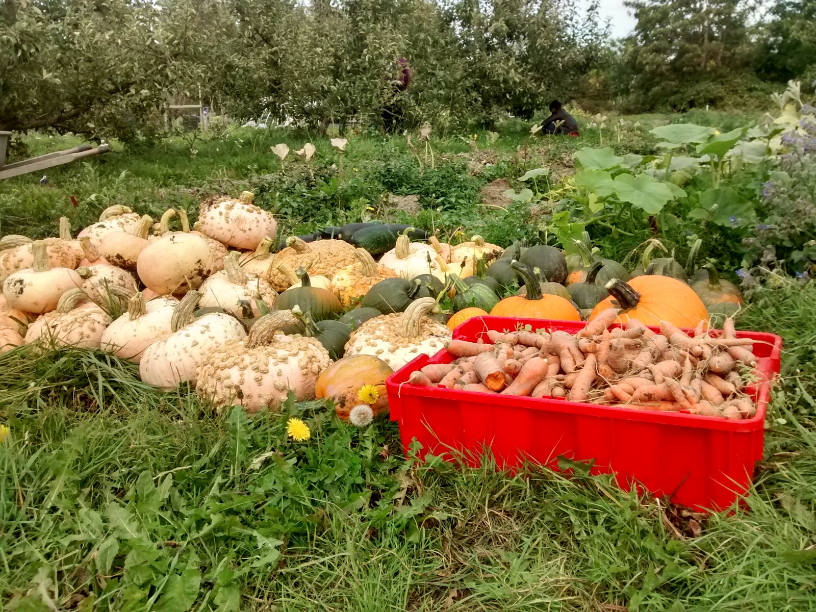 Regenerative Agroecosystems: Final orchard harvest and manure spreading