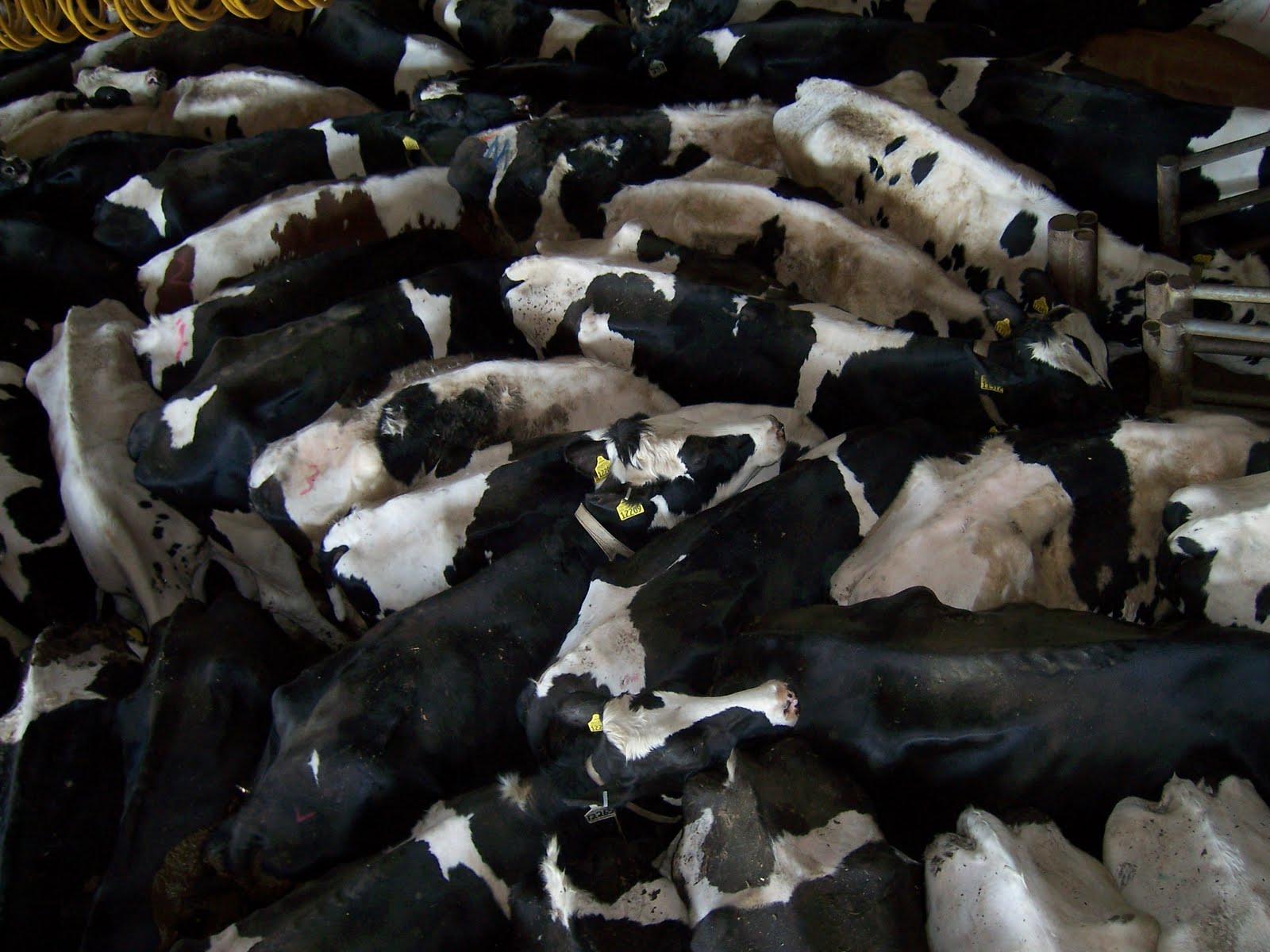 kelarious: Life on an Extra-Large Dairy Farm