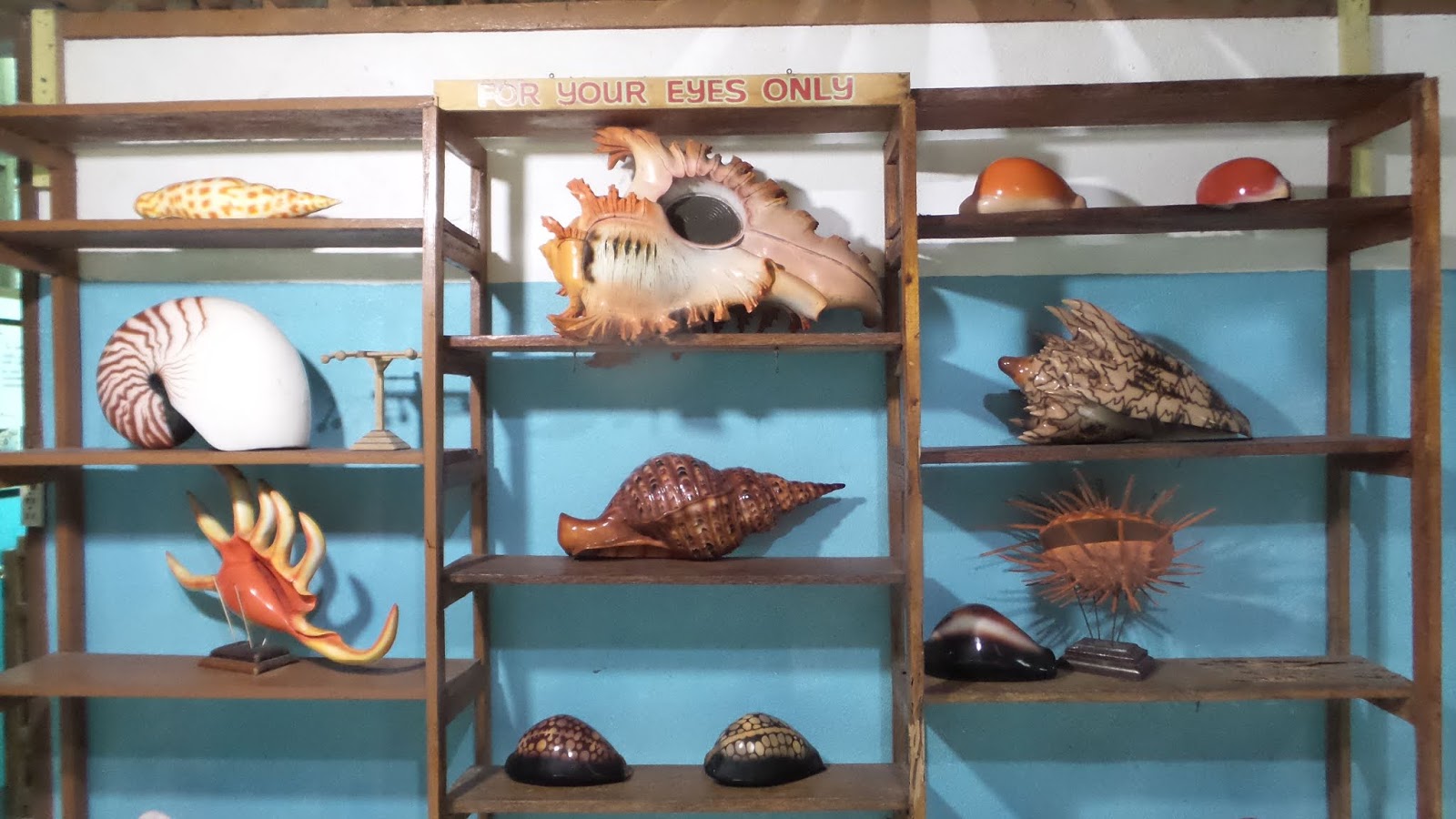 Trails and Travelogues: The (Nova) Shell Museum