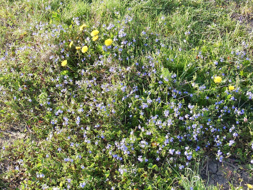 Loire Valley Nature: Speedwells - Veronica spp