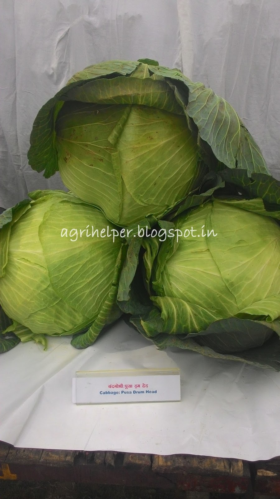 Some varities of vegetables developed in Pusa , New Delhi