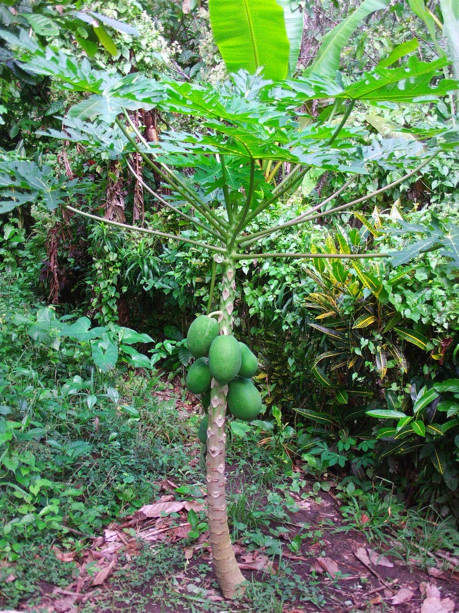 MORFOLOGI TANAMAN PEPAYA - WayanBio