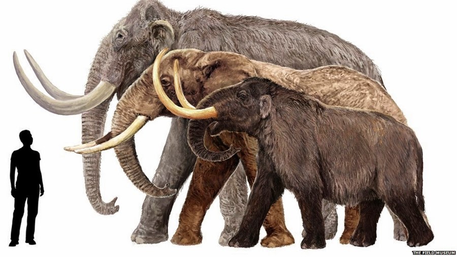 Blog de palma2mex : Lyuba la bebé mamut se expone en Europa