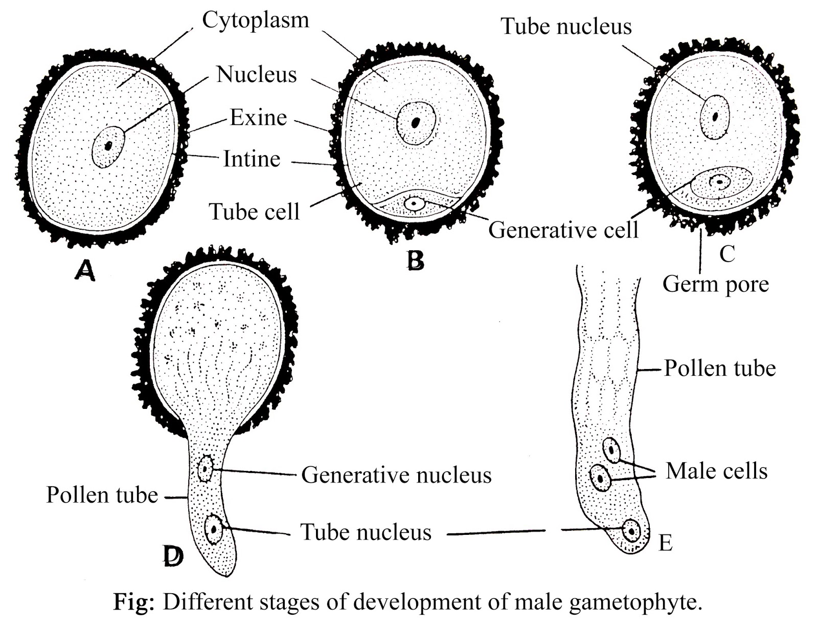 SPOROGENESIS AND GAMETOGENESIS