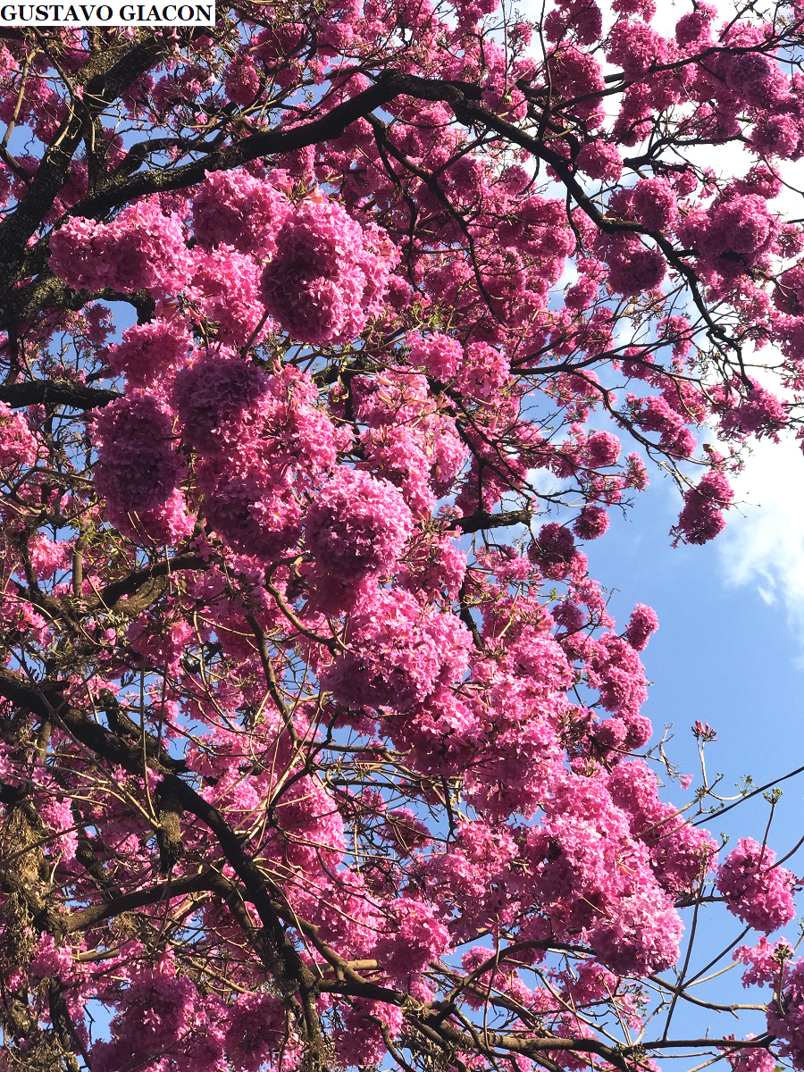 Viveiro Ciprest - Plantas Nativas e Exóticas: Ipê Roxo da Mata ...