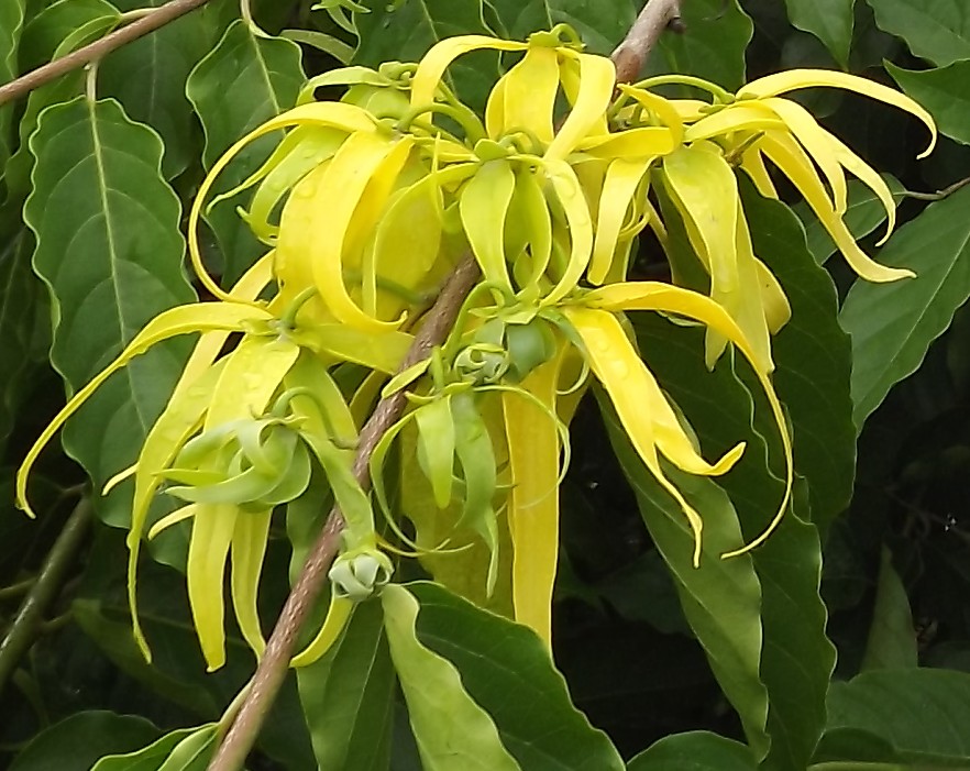 PLANTAS INCRÍVEIS: YLANG-YLANG ( Cananga odorata )