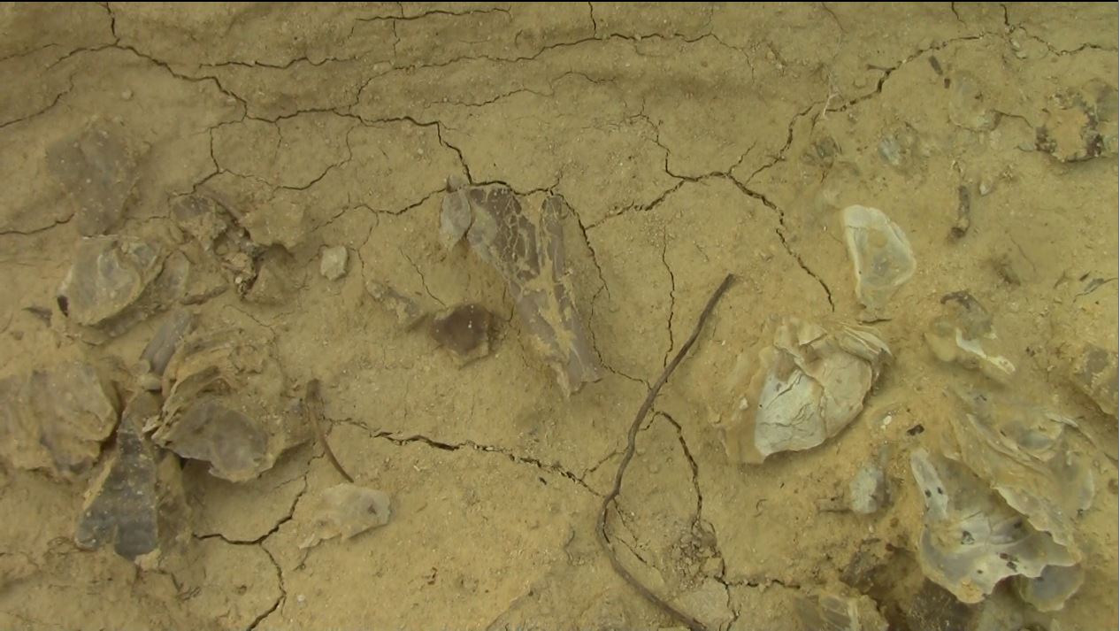 RMDRC paleo lab: The Accidental Ichthyornis