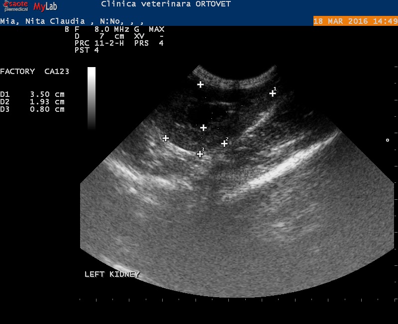 Cronicile ORTOVET Excelsior: Hidronefroză rezolvată prin nefrectomie ...