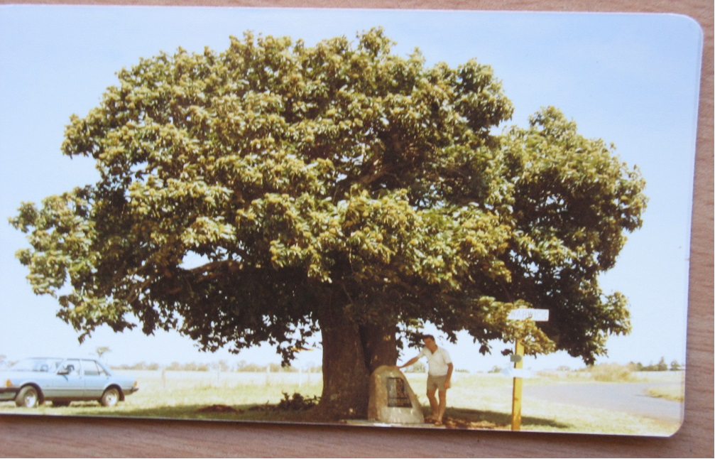Toowoomba Field Naturalist: The Spanish Chestnut Tree on the Corner of ...