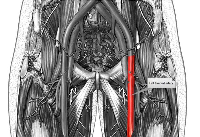 Anthró̱pina Systi̱máto̱n tou Só̱matos: Practica 1