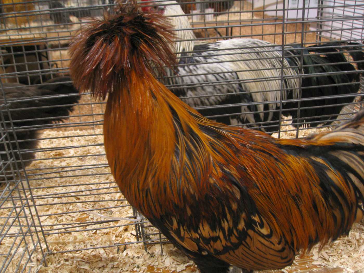 Shari's Chocolate Box: The Art of Chickens