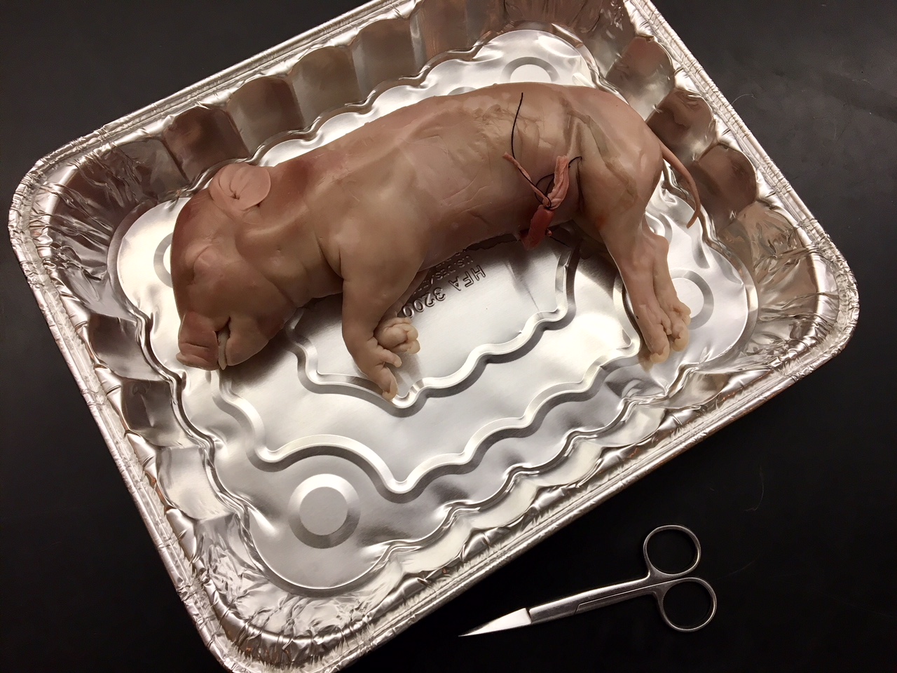 Dissect Pig