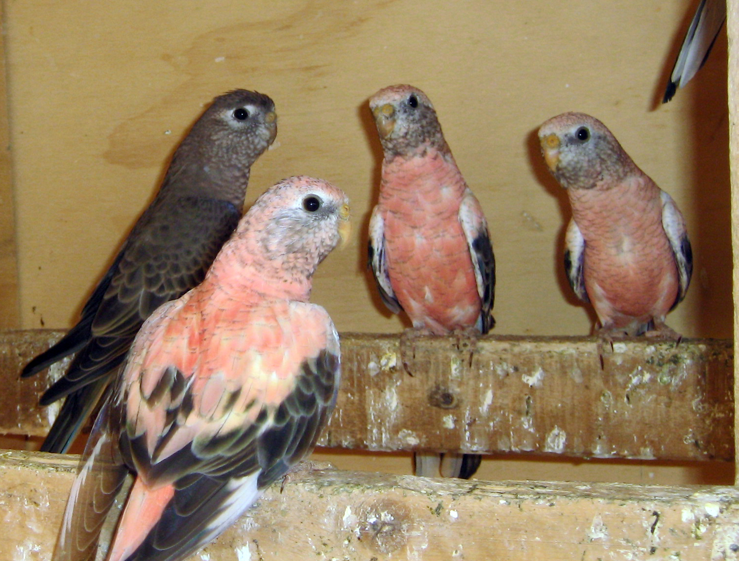 CRIADEROVEJAR: Neophema Bourkii