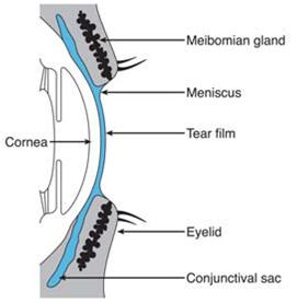New Study: Caffeine Can Improve Dry Eye? - Eyedolatry