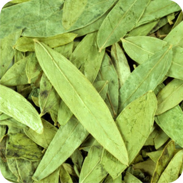 MANFAAT DAUN JATI CINA Dan Cara penggunaannya yang baik « Berkah Amanah ...