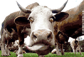 10 Animasi Sapi Lucu Bikin Gemes | Gambar Animasi GIF SWF | DP BBM ...