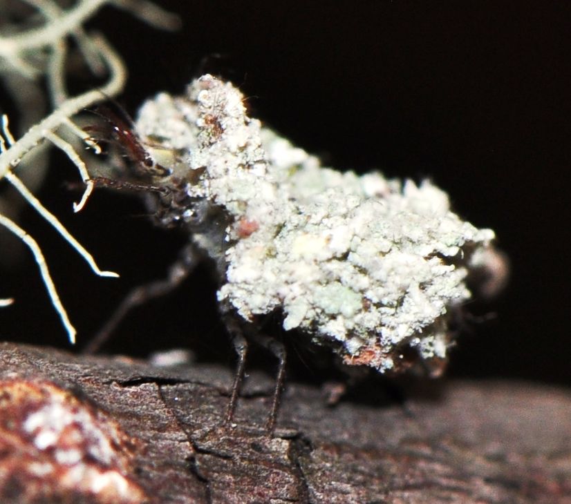 Life on The Edge: One Bug's Trash is Another Bug's Treasure
