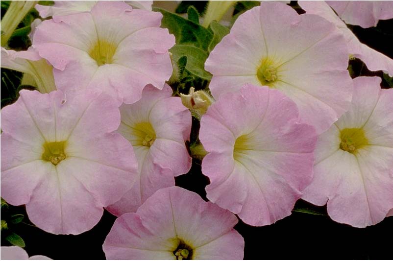 Beechwood Landscape Architecture and Construction: Spring Bloomers ...