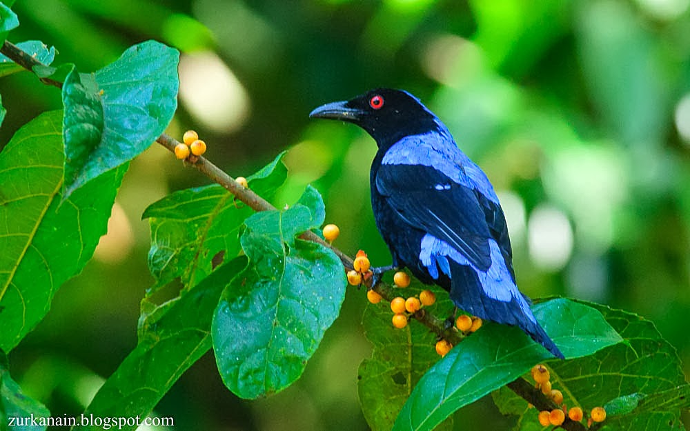 Zul Ya - Birds of Peninsular Malaysia: Love Nature of Tropical ...