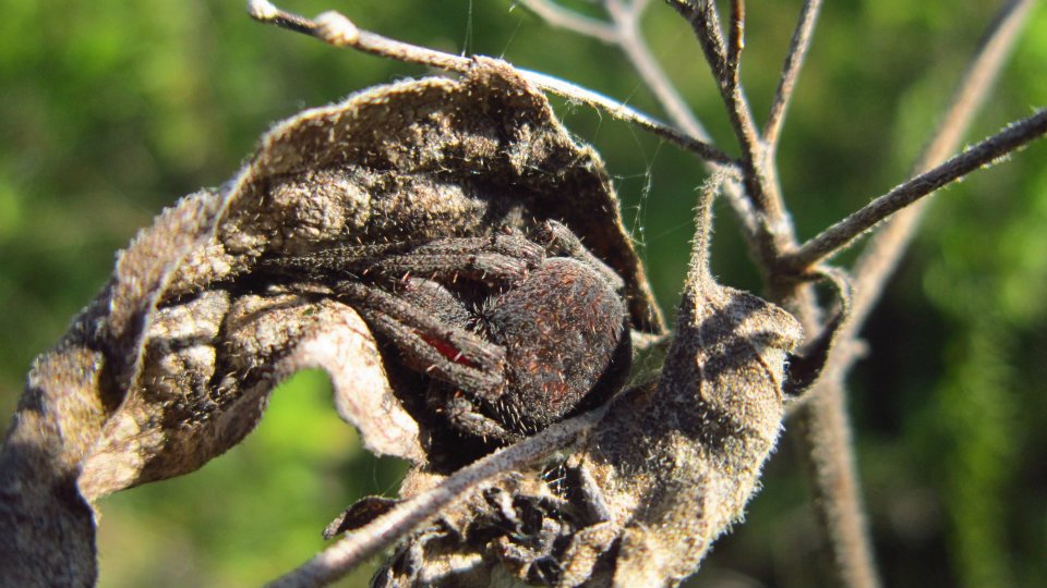 PHILIPPINE SPIDERS: ORB WEAVER SPIDER