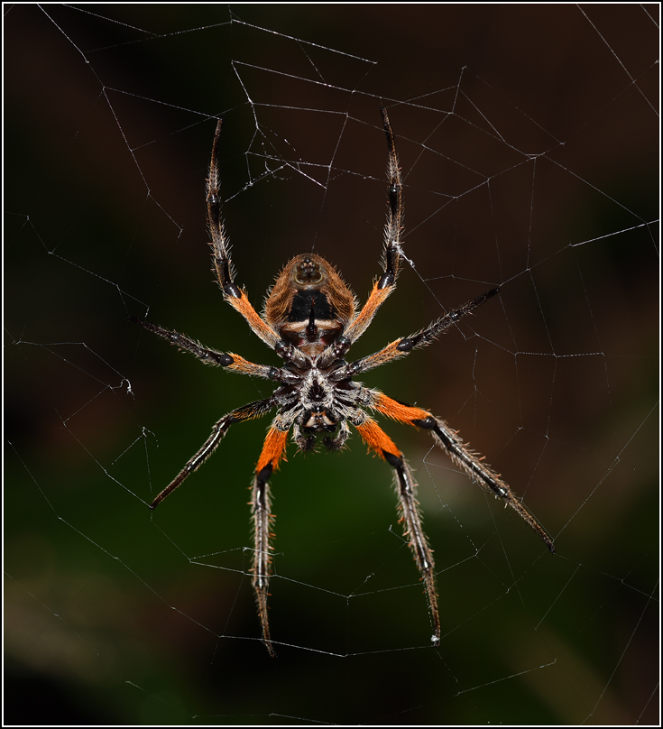 Explorations of an Ecologist: Guatemala 2019, Part 9: Los Tarrales ...