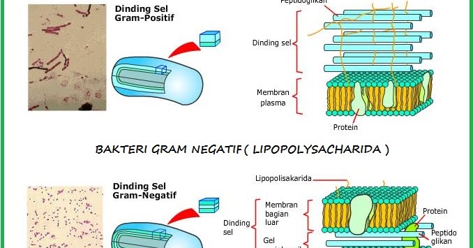 Pengertian Bakteri Gram Positif dan Bakteri Gram Negatif Lengkap Gambar ...
